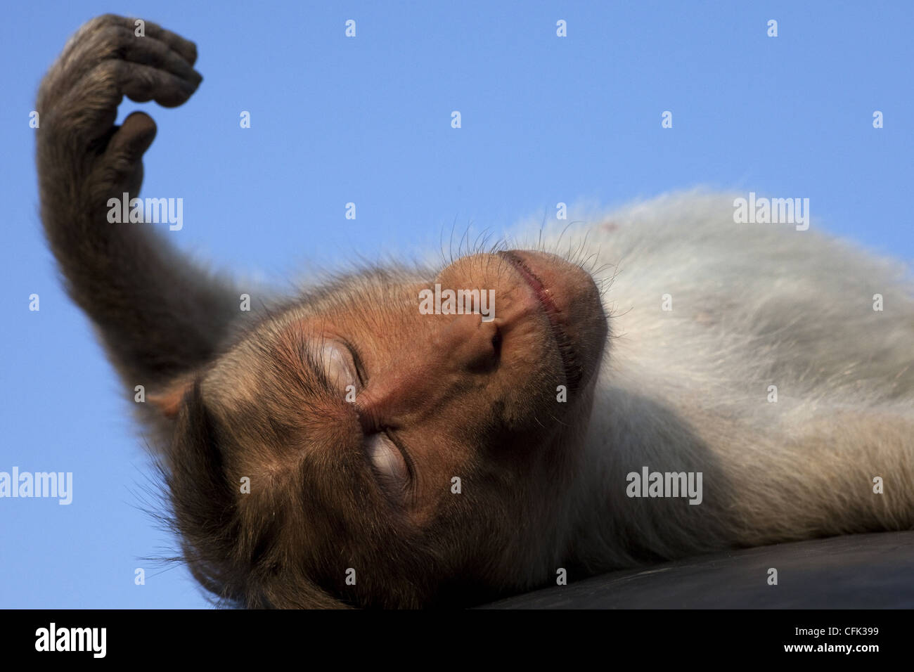 Bonnet Macaque monkey Stock Photo - Alamy