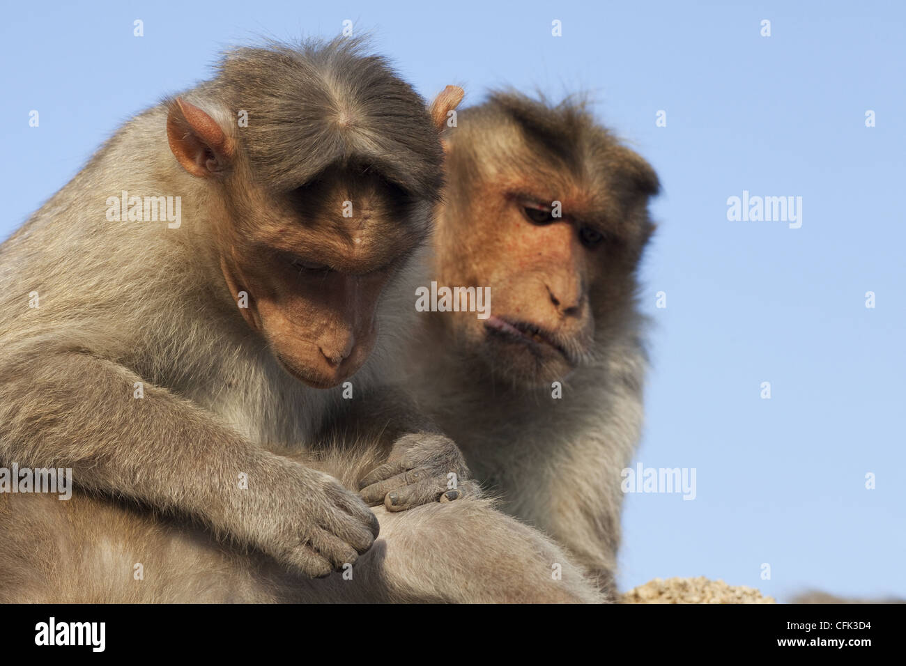 Bonnet Macaque monkey Stock Photo - Alamy