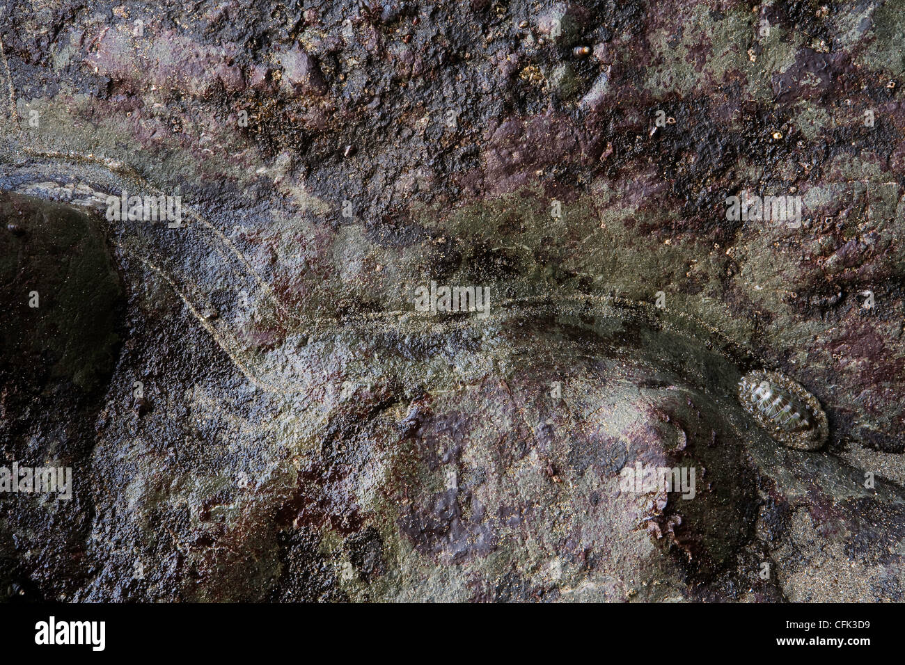 Chiton or chaetopleura or tonicella hi-res stock photography and images ...