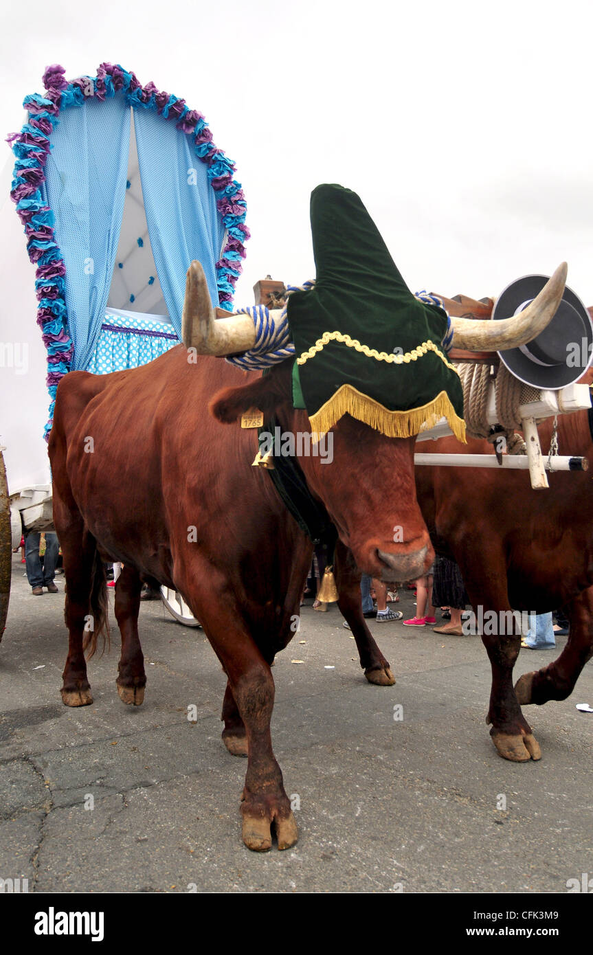 Ox in procession Stock Photo - Alamy