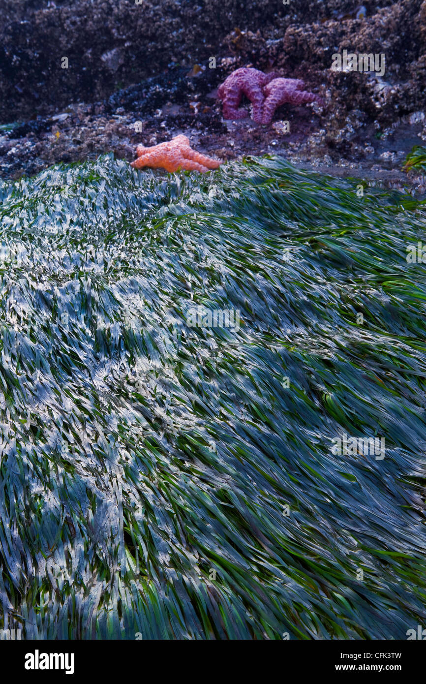 A tide pool with eel grass and starfish at Seal Rocks, Oregon. USA ...