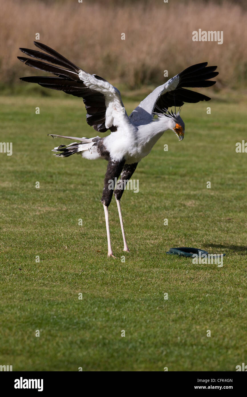 Secretary Bird Killing Snake