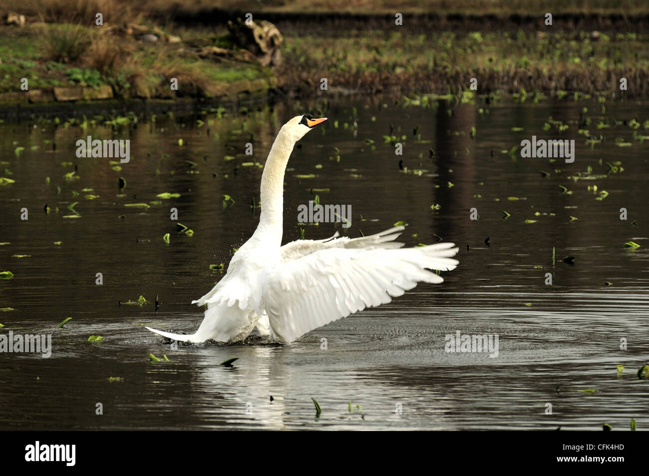Mute swan with wings swept forward at Dunham Massey Stock Photo - Alamy
