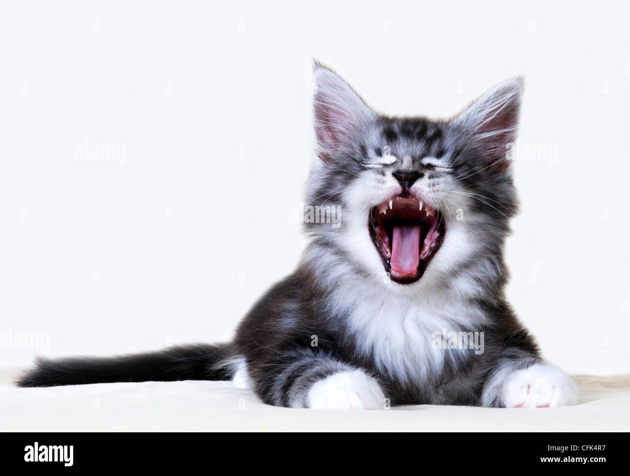 Maine Coon kitten, classic brown tabby Stock Photo - Alamy