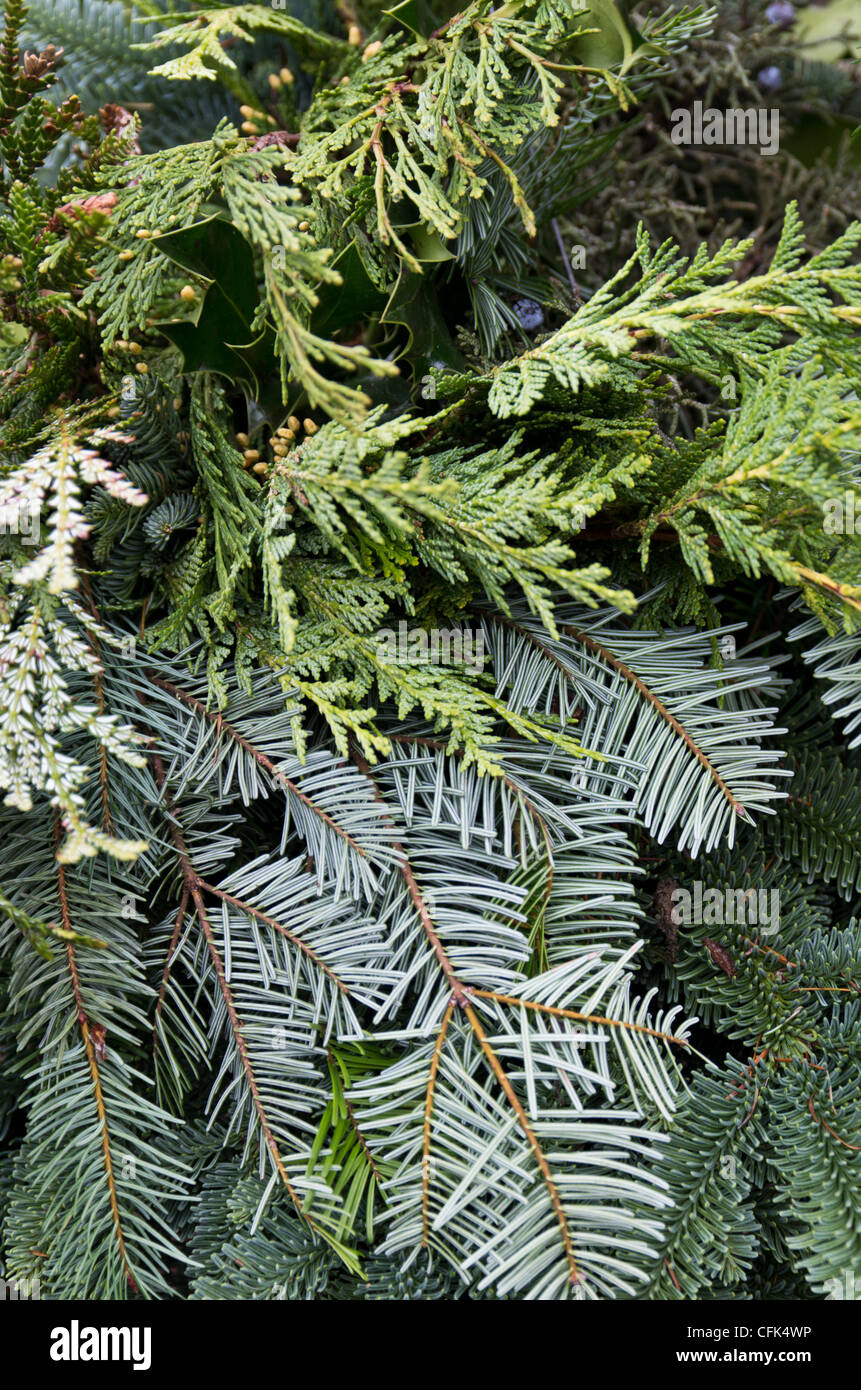 Arrangement of mixed evergreens for Christmas Stock Photo - Alamy