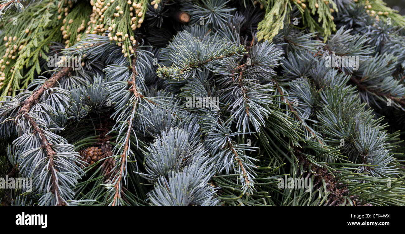 Arrangement of mixed evergreens for Christmas with cedar Stock Photo ...
