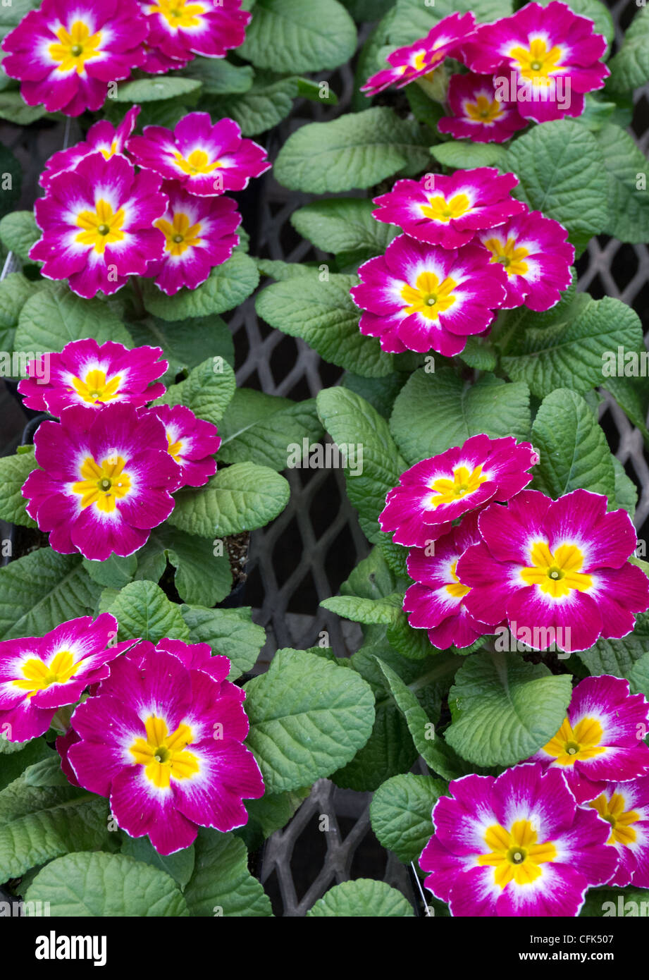 A group of pink primroses in full bloom on a garden bench Stock Photo ...