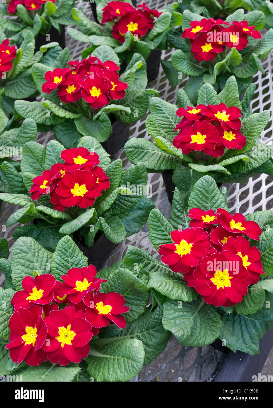 A group of red primroses in full bloom on a garden bench Stock Photo ...