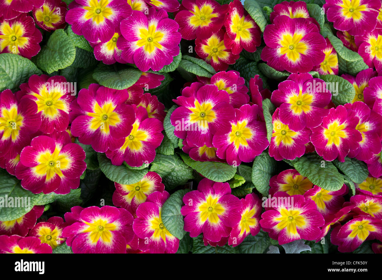 A group of dark red primroses in full bloom on a garden bench Stock ...