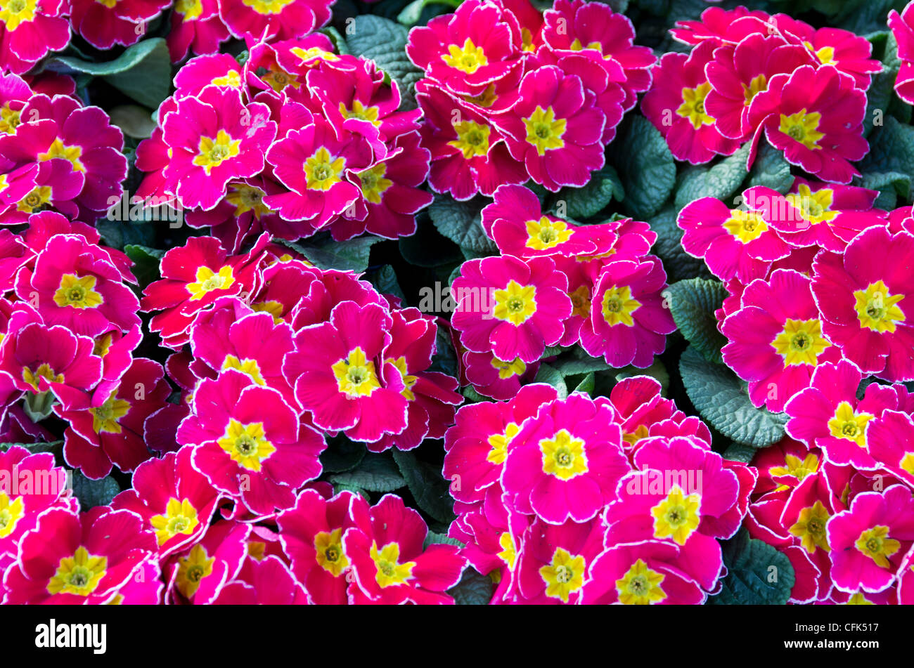 A group of red primroses in full bloom on a garden bench Stock Photo ...
