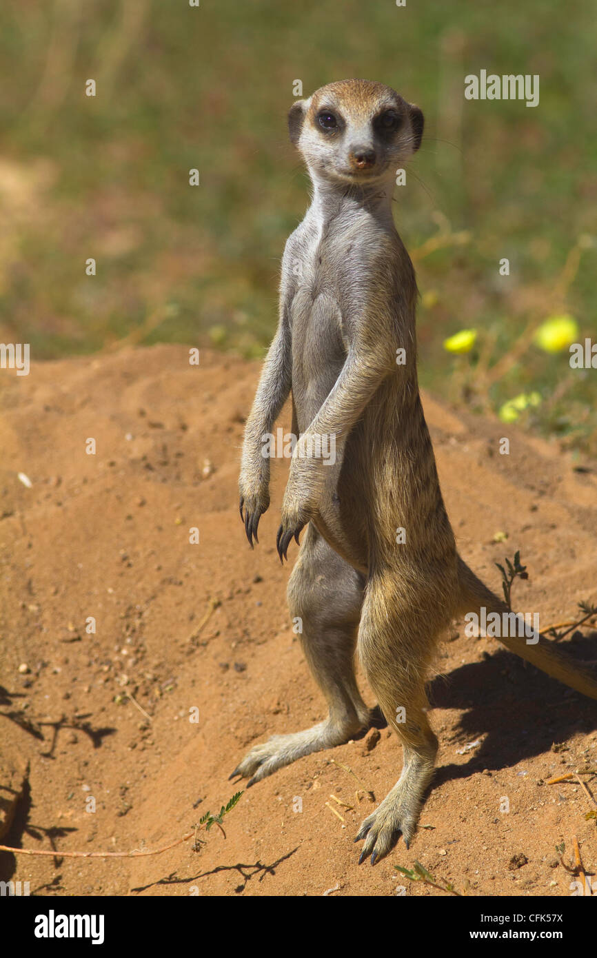 suricate on guard Stock Photo - Alamy