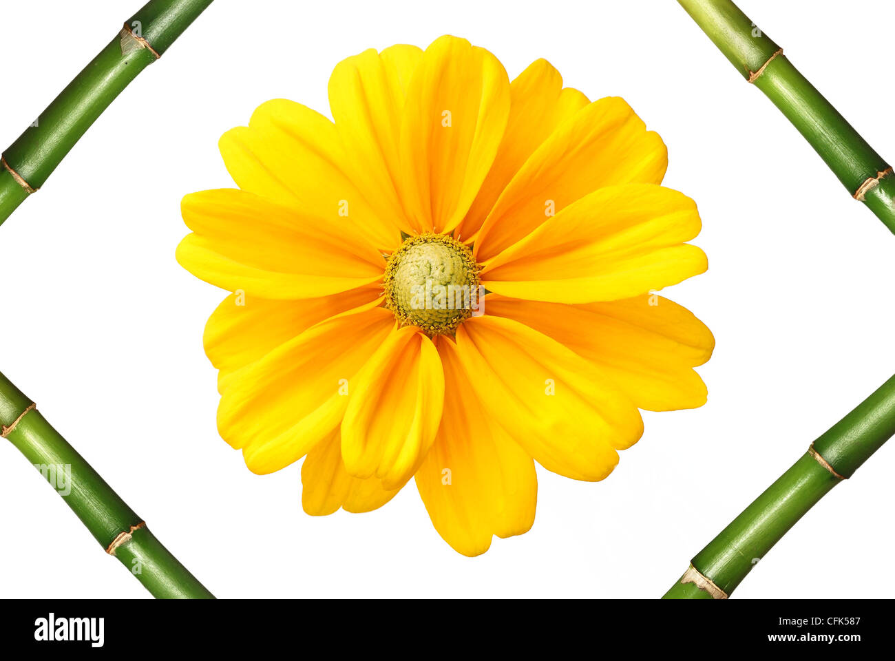 Beautiful sunflower inside bamboo frame Stock Photo - Alamy