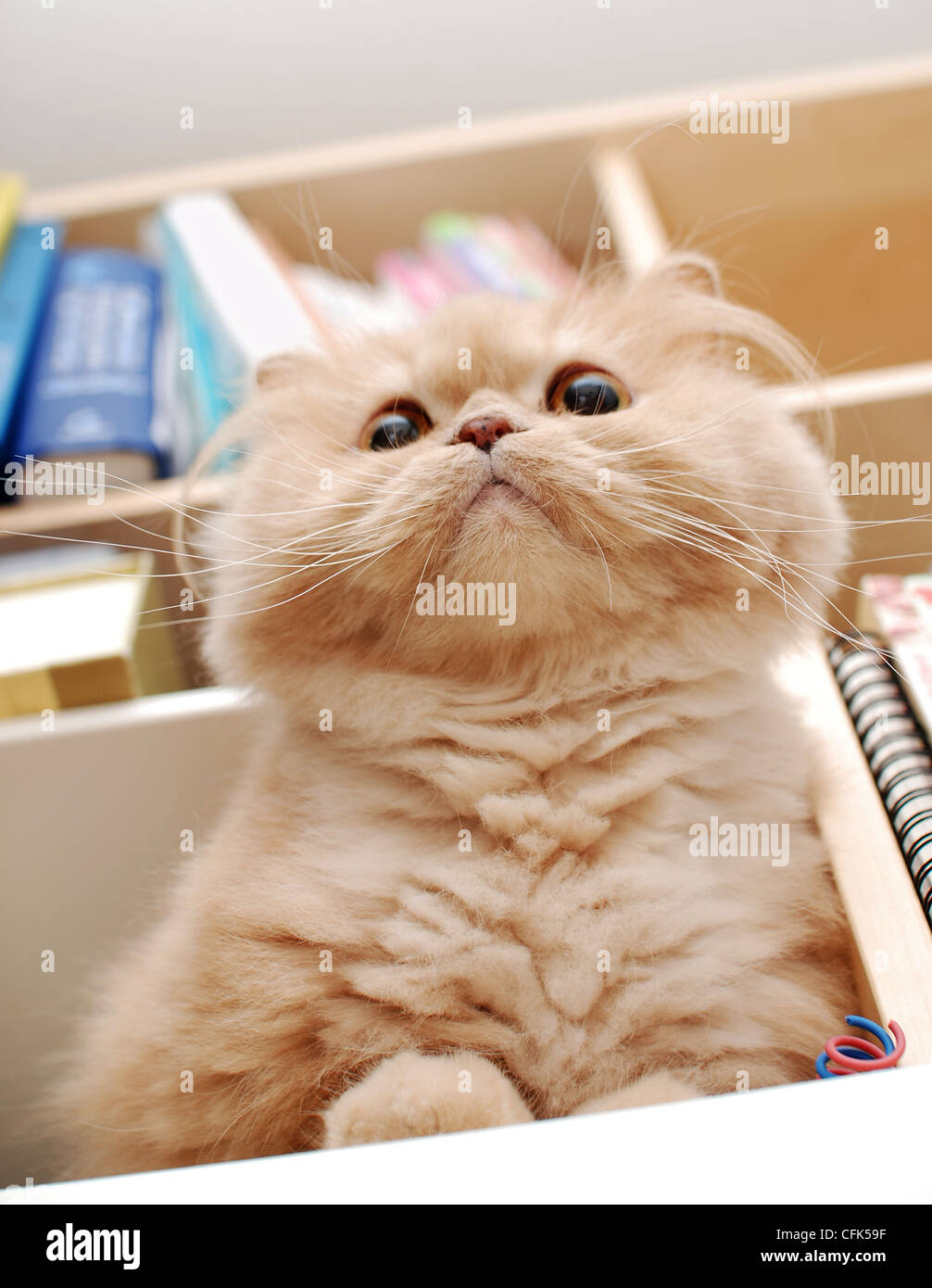 Concept cat jump hi-res stock photography and images - Alamy