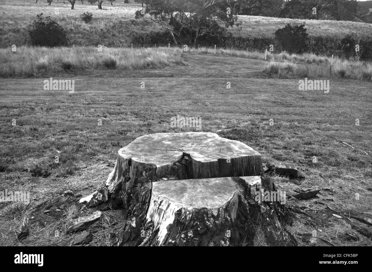 Tree trunk cutting Black and White Stock Photos & Images - Alamy