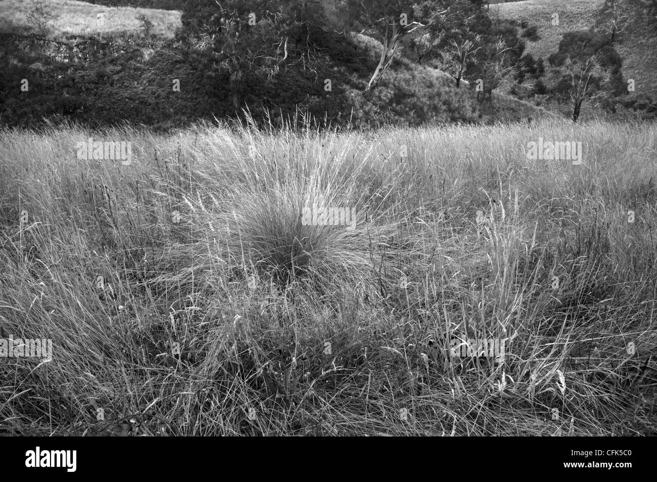Peaceful grass Black and White Stock Photos & Images - Alamy