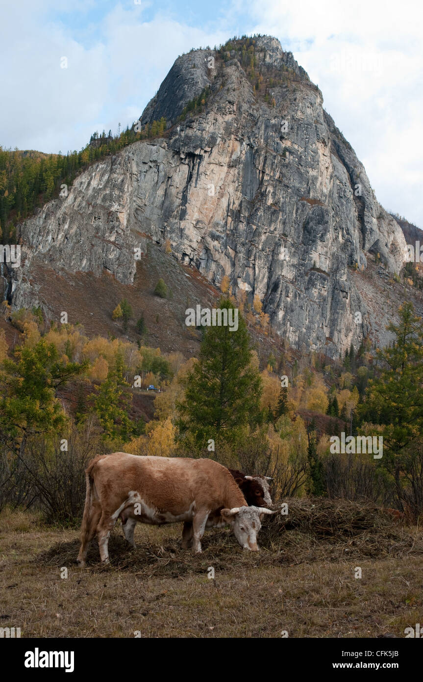 Two bulls pasture with mountain background Stock Photo - Alamy