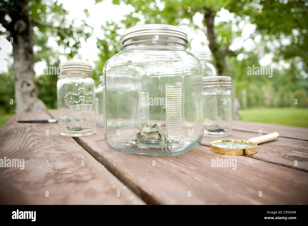 Learn insects hi-res stock photography and images - Alamy