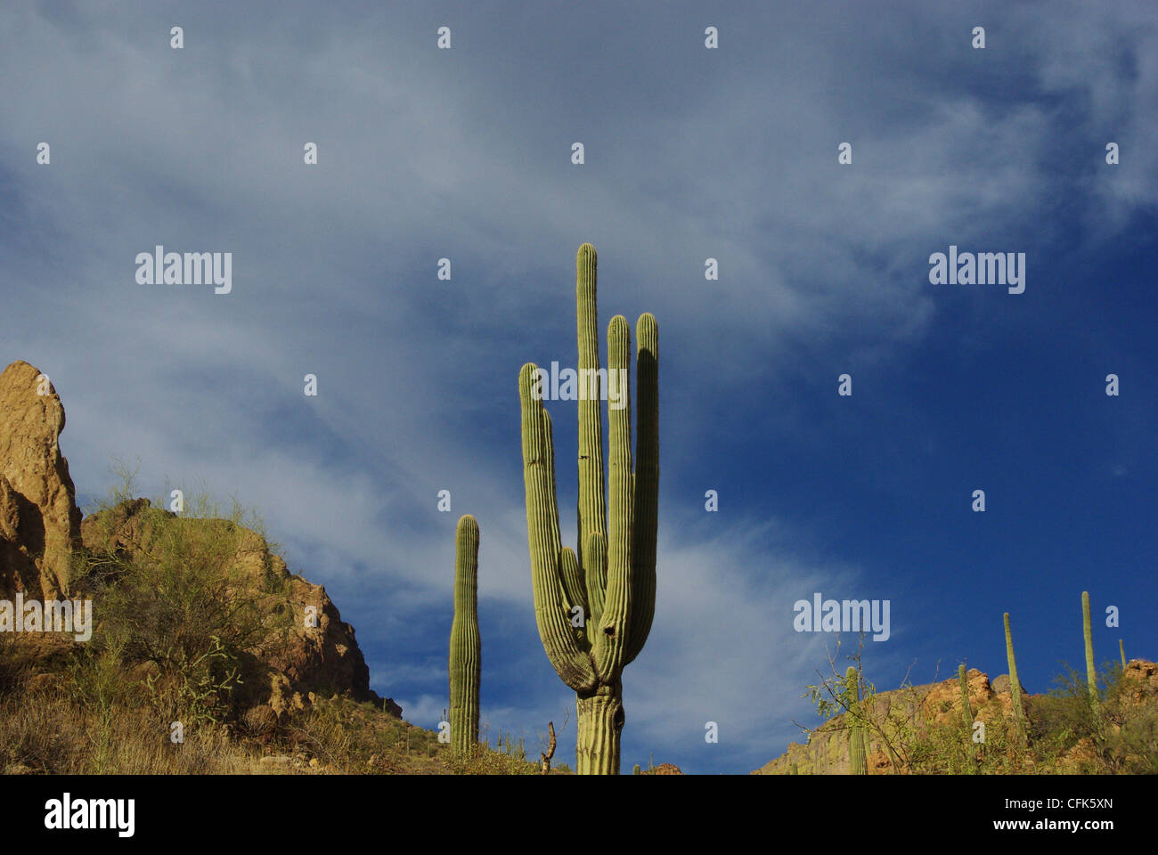 Saguaros and rocks near Tortilla Flat, Arizona Stock Photo - Alamy