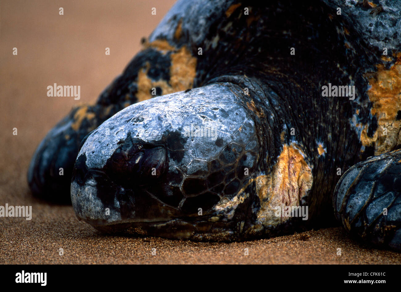 Giant Tortoise. Turtles. Galapagos giant tortoise {Geochelone ...
