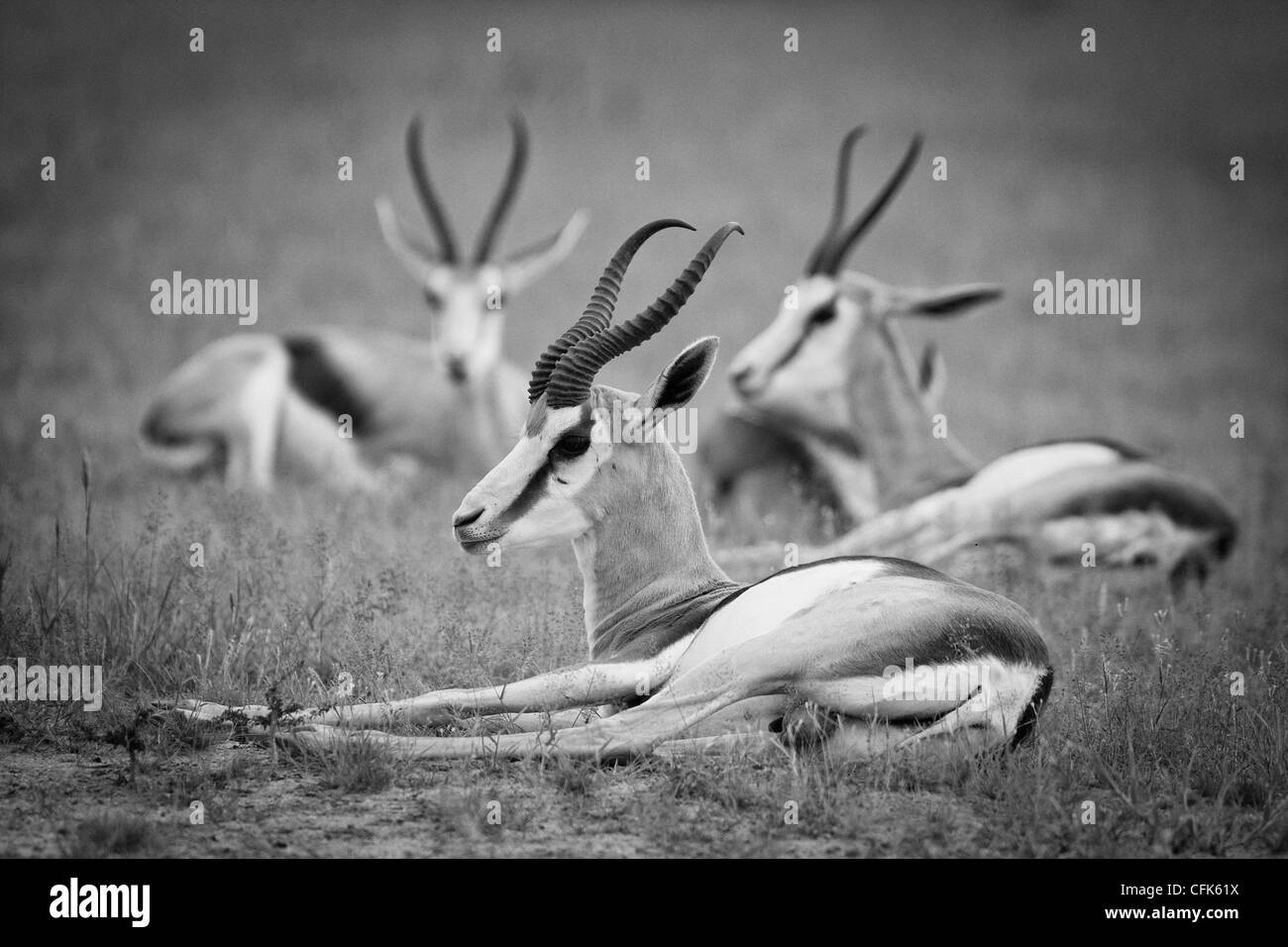A herd of springbok Stock Photo - Alamy