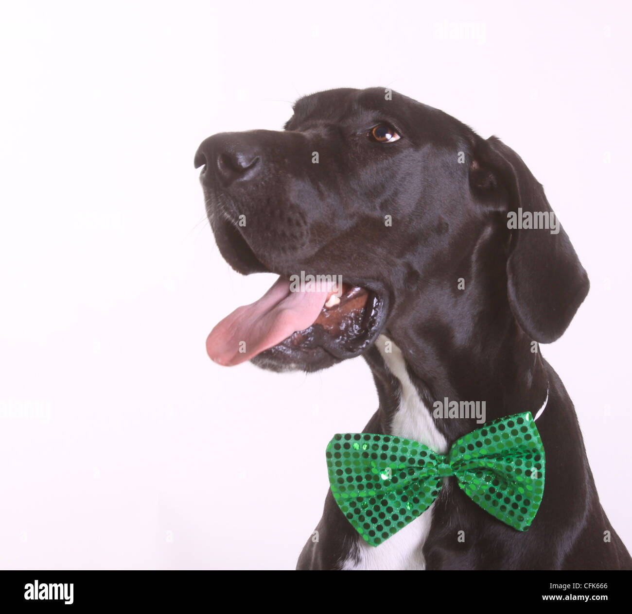 Happy great dane hi-res stock photography and images - Alamy