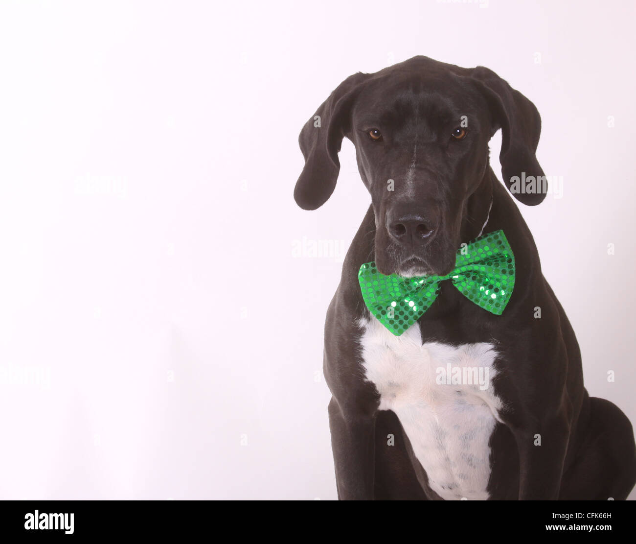 Happy great dane hi-res stock photography and images - Alamy