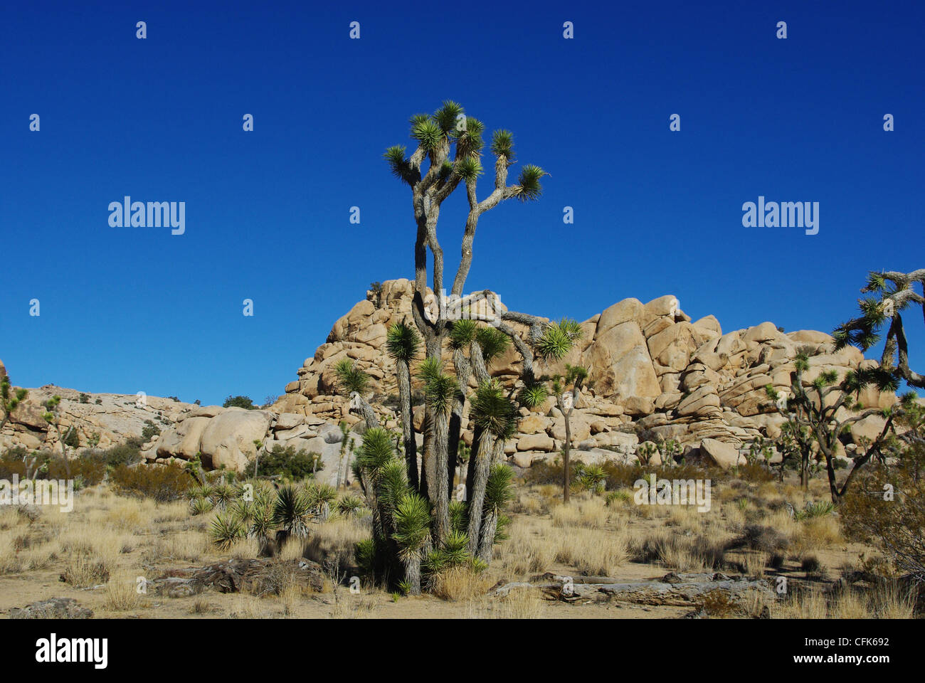 Unique desert plants and rocks in Joshua Tree National Park, California ...