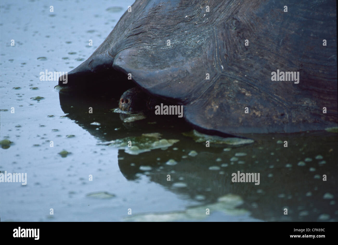 Giant Tortoise. Turtles. Galapagos giant tortoise {Geochelone ...