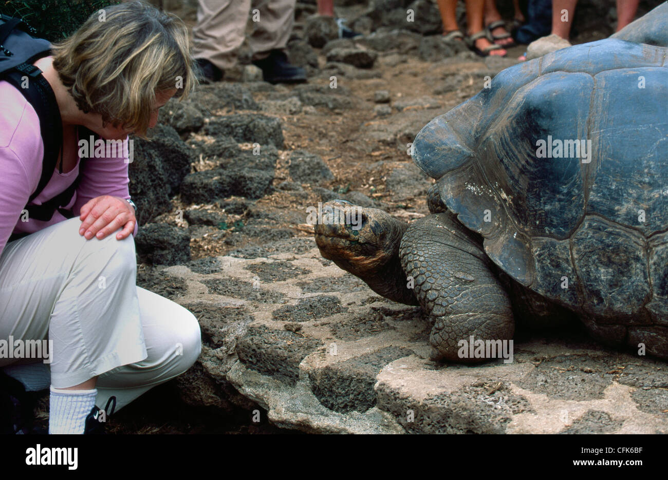 Giant Tortoise. Turtles. Galapagos giant tortoise {Geochelone ...
