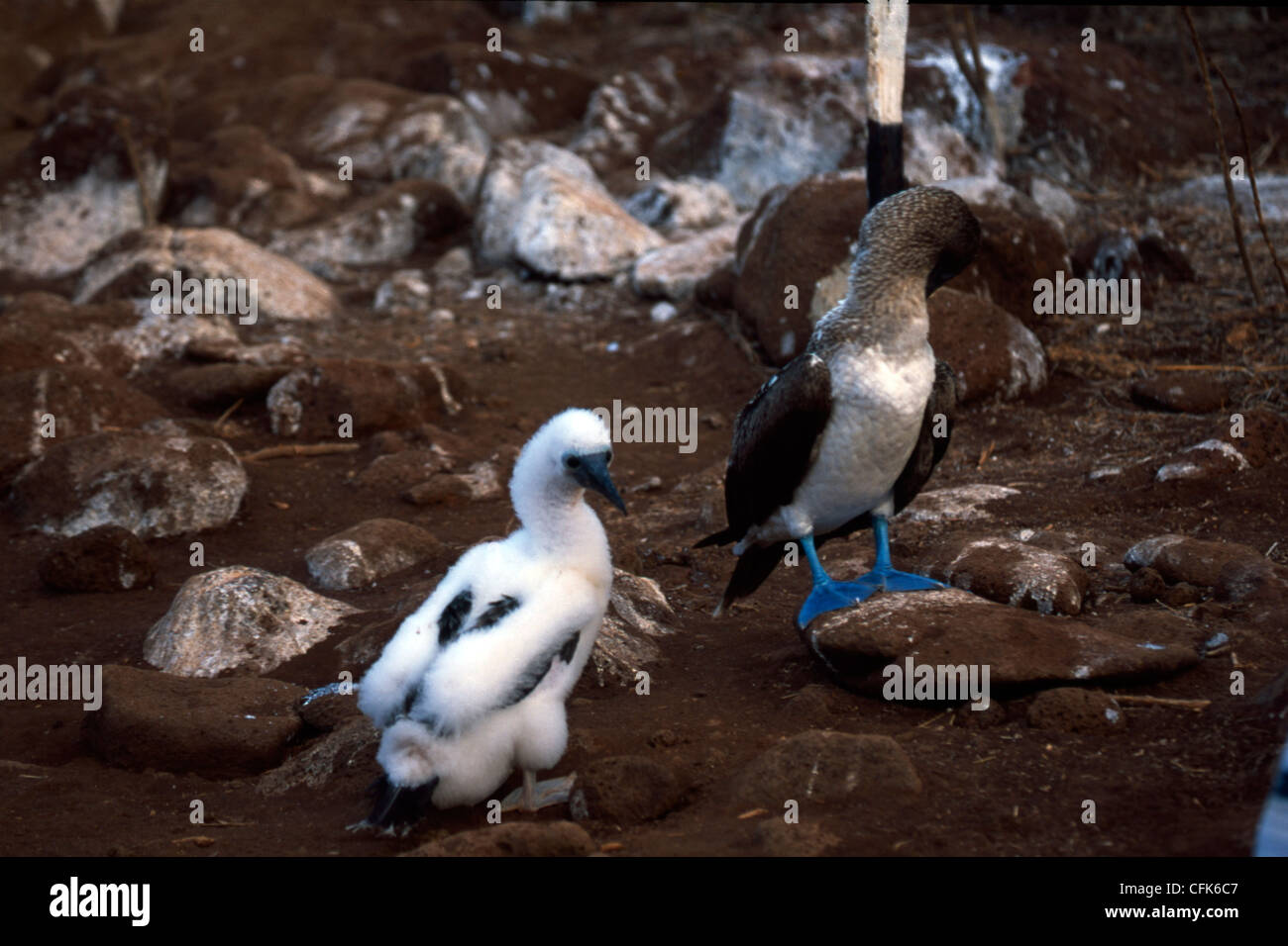A blue footed bobby and her chick Stock Photo - Alamy