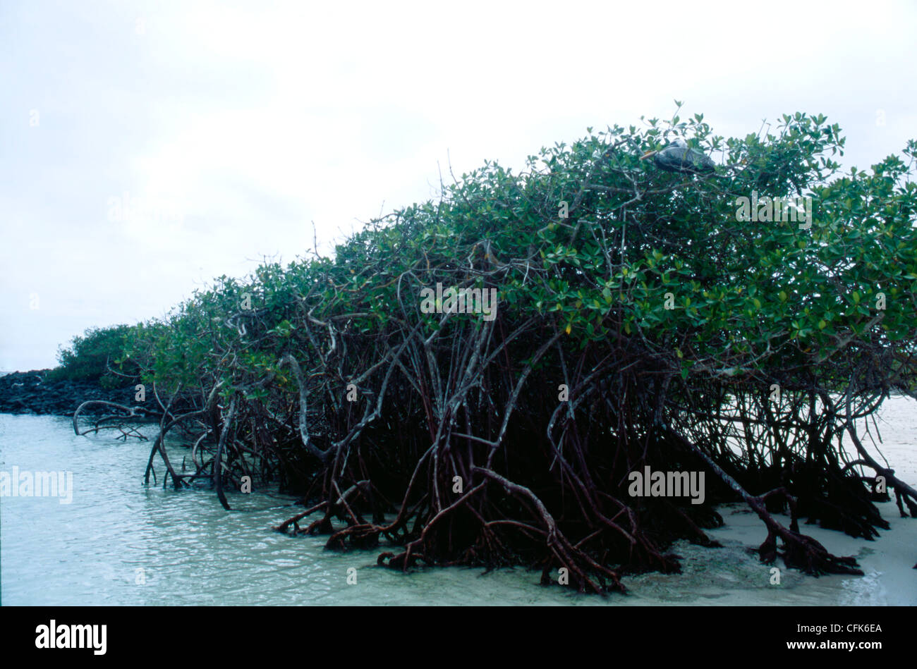 Landscape with mangrove tree on a sandy beach Stock Photo - Alamy