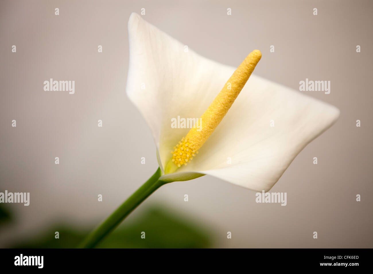 Yellow callalily hi-res stock photography and images - Alamy