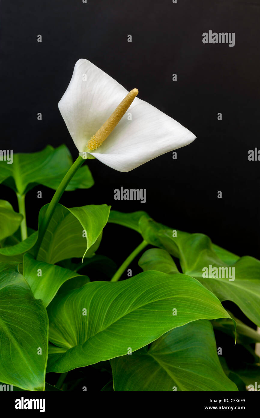 Yellow callalily hi-res stock photography and images - Alamy