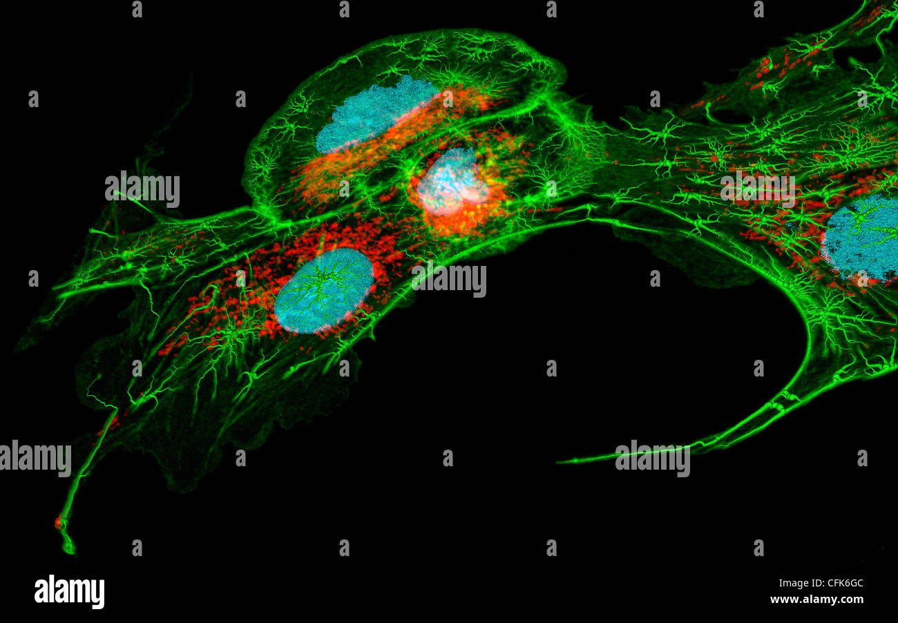 Endothelial cells artery hi-res stock photography and images - Alamy