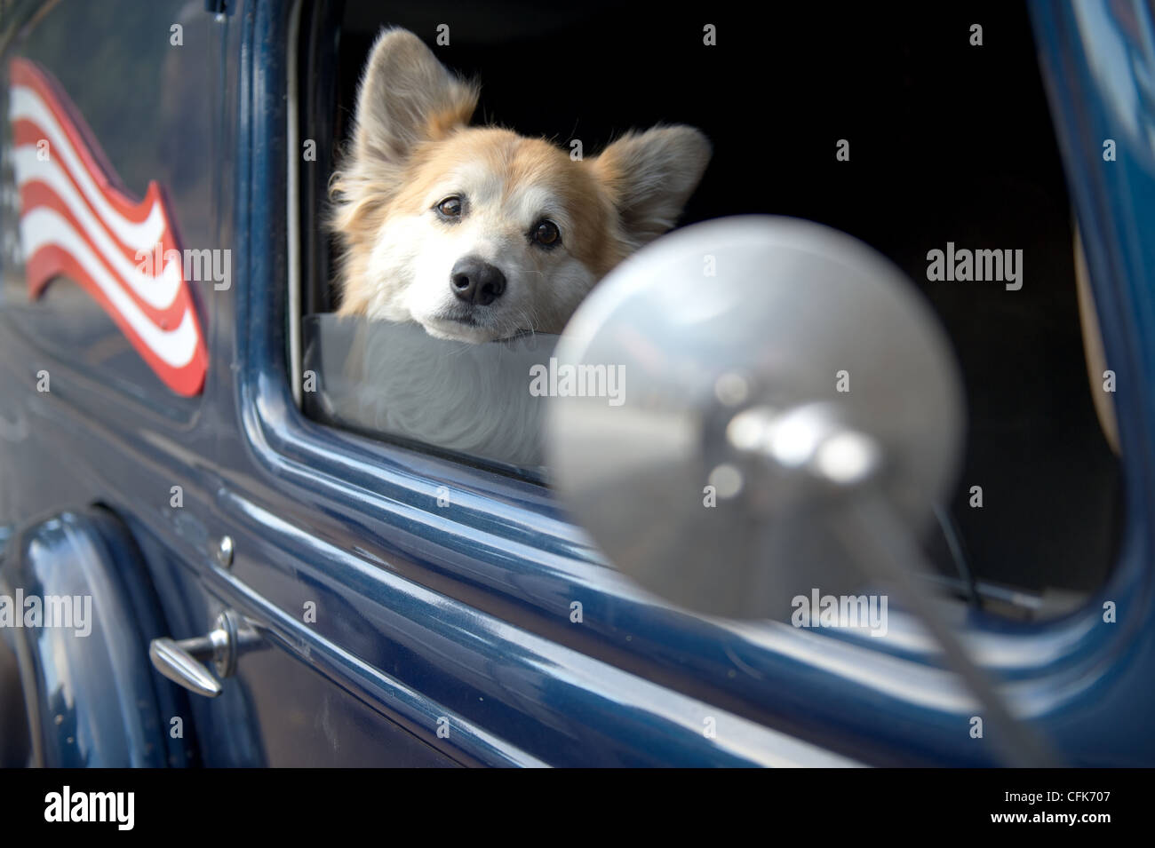 Mournful or vain dog in dark blue car with US flag and side mirror ...
