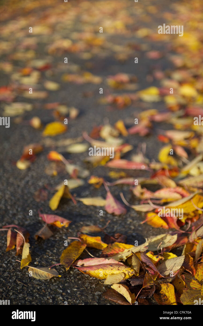 Fallen russet autumn or fall leaves in road Stock Photo - Alamy