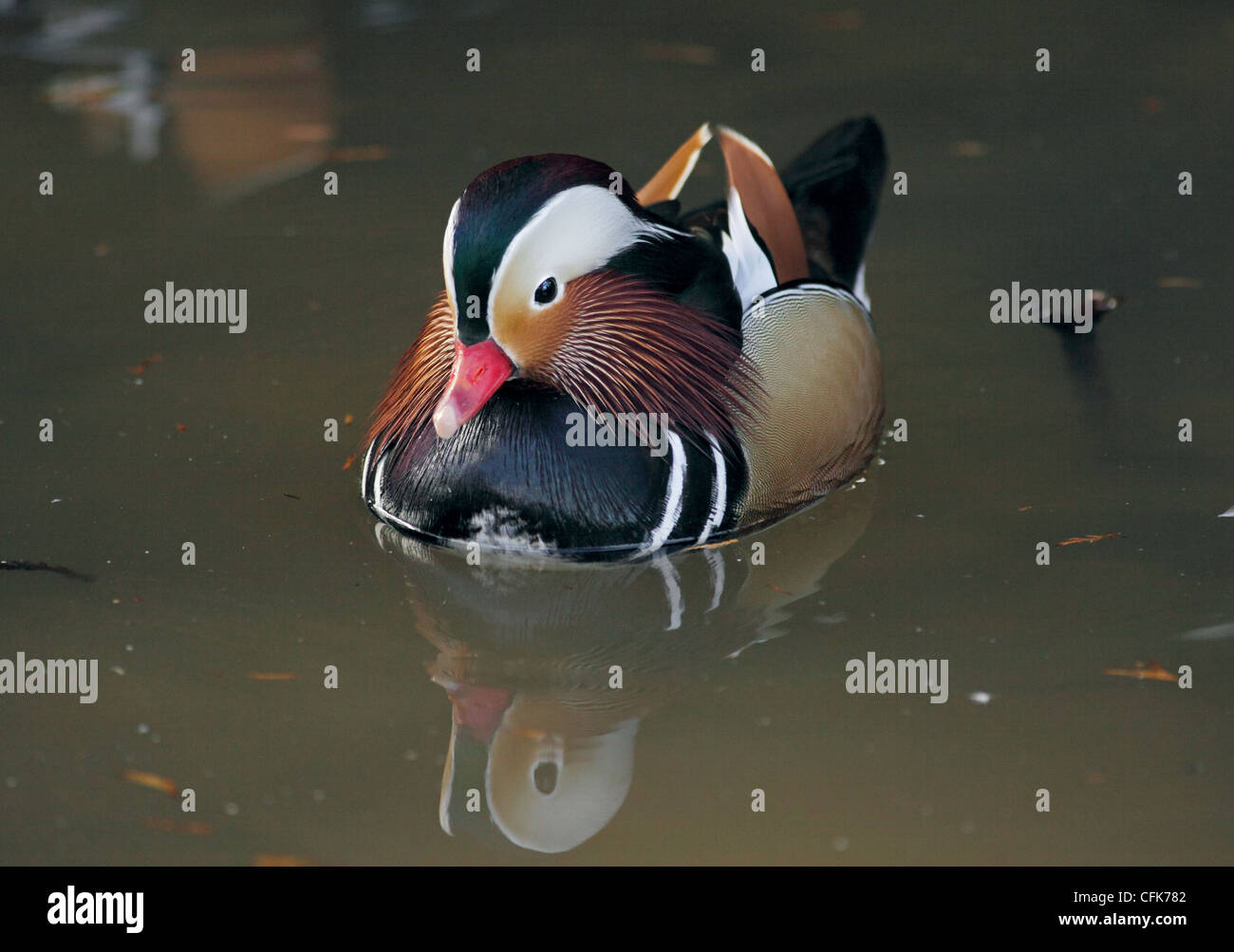 Mandarin duck drakes hi-res stock photography and images - Alamy