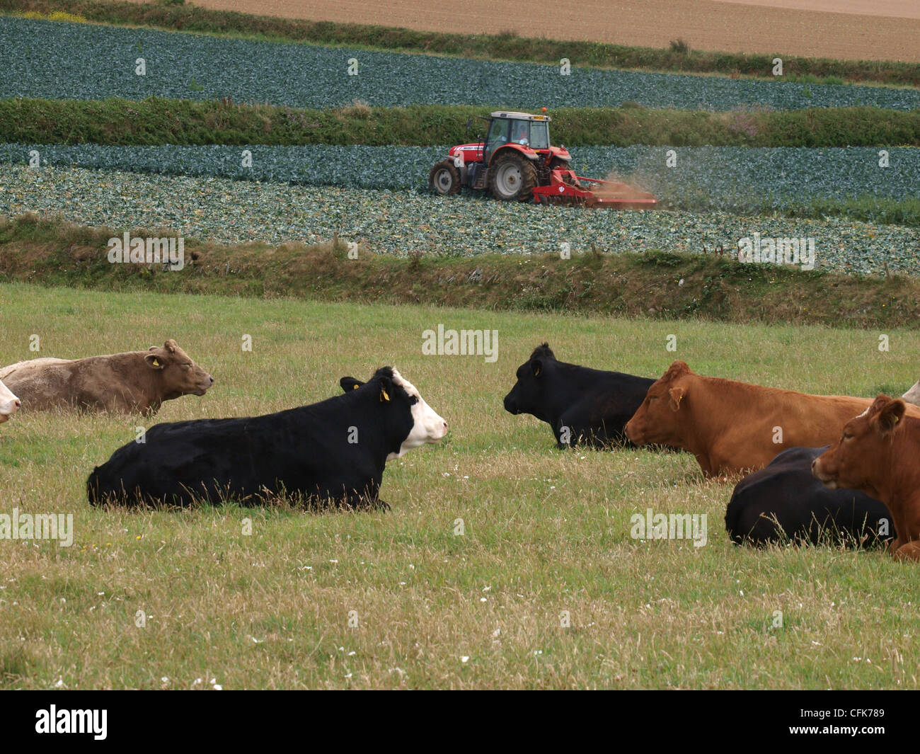 Tractor cows hi-res stock photography and images - Alamy
