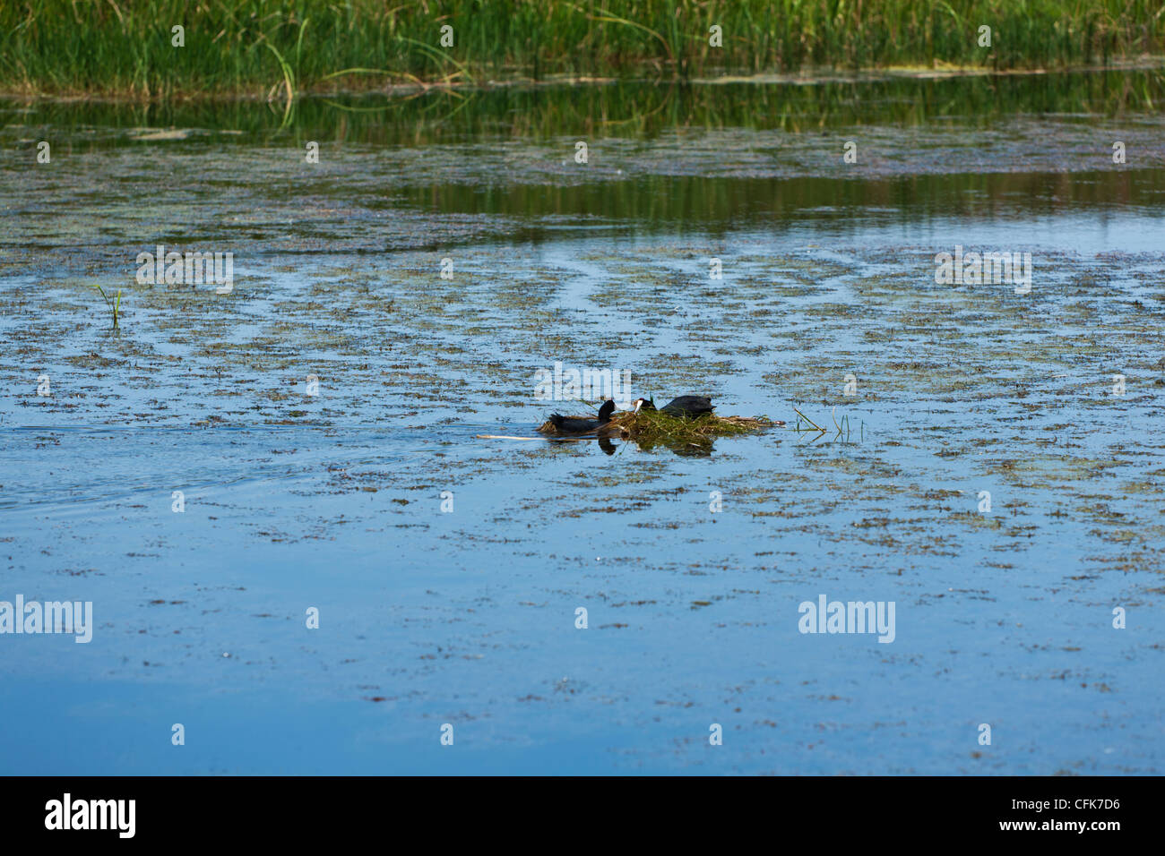 A pair of Red Knobbed coots fulica critata building their nest in the ...