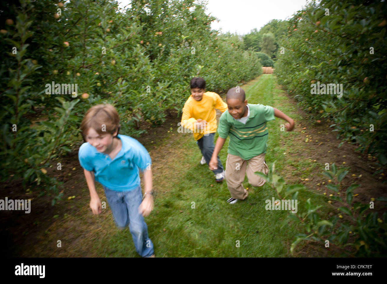 Boys Running through Apple Farm Stock Photo - Alamy