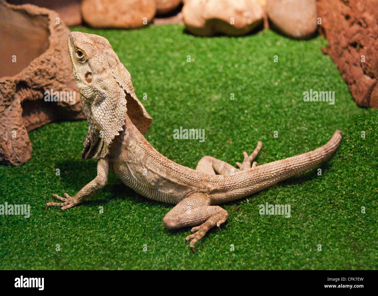 Frilled lizard hi-res stock photography and images - Alamy