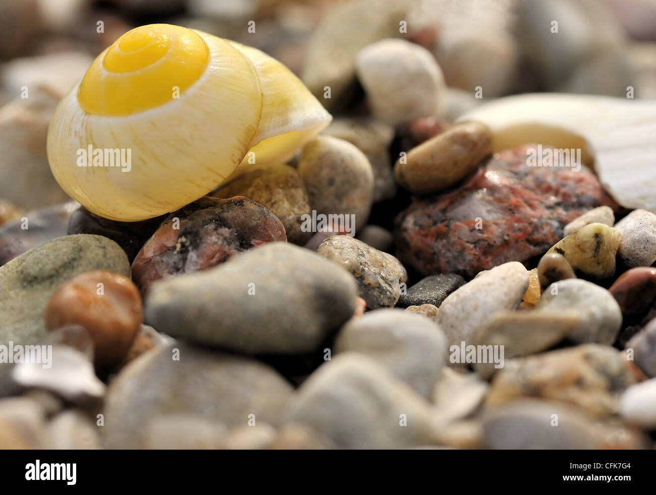 snail shell on the beach Stock Photo - Alamy