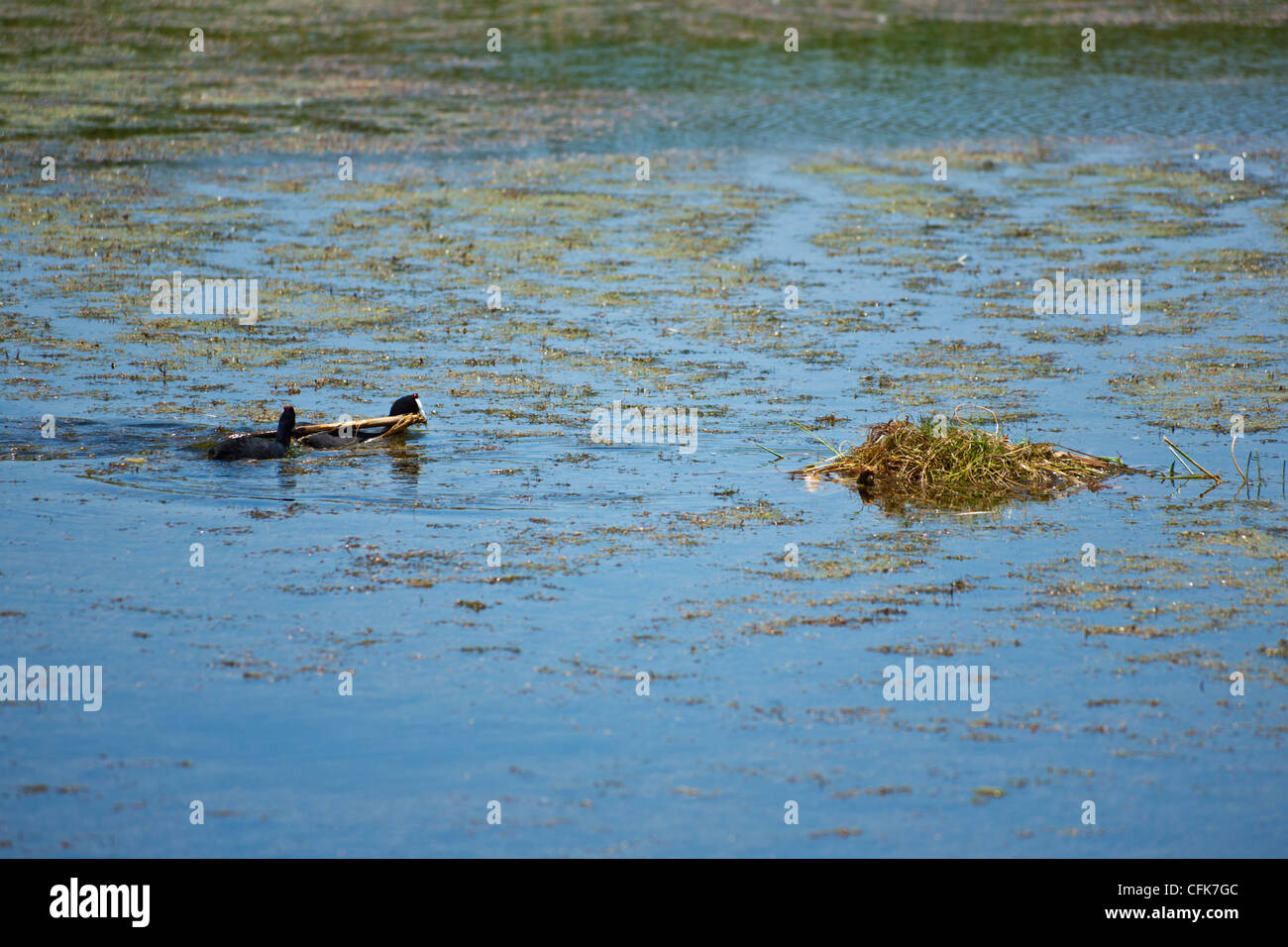 A pair of Red Knobbed coots fulica critata building their nest in the ...