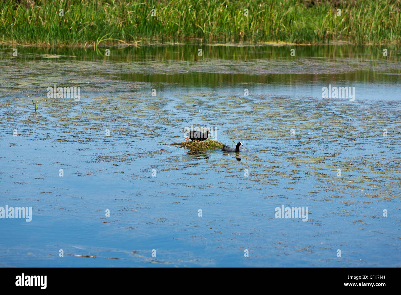 A pair of Red Knobbed coots fulica critata building their nest in the ...