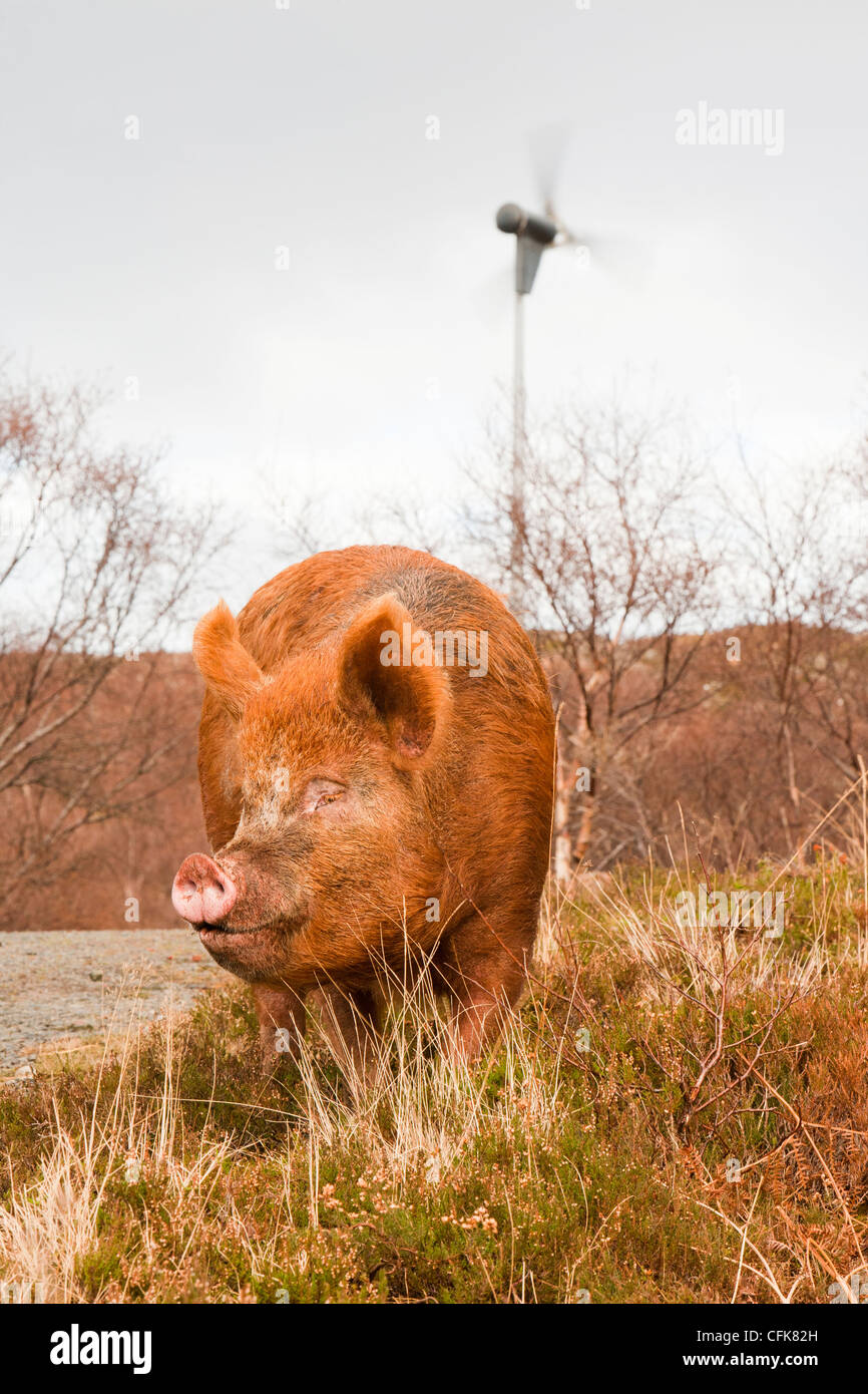 A free range pig on Raasay with a wind turbine in the background Stock ...
