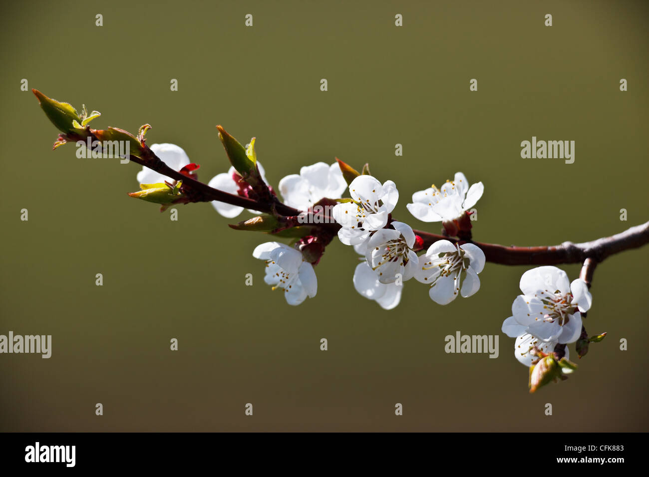 Blossoming apple tree Stock Photo - Alamy