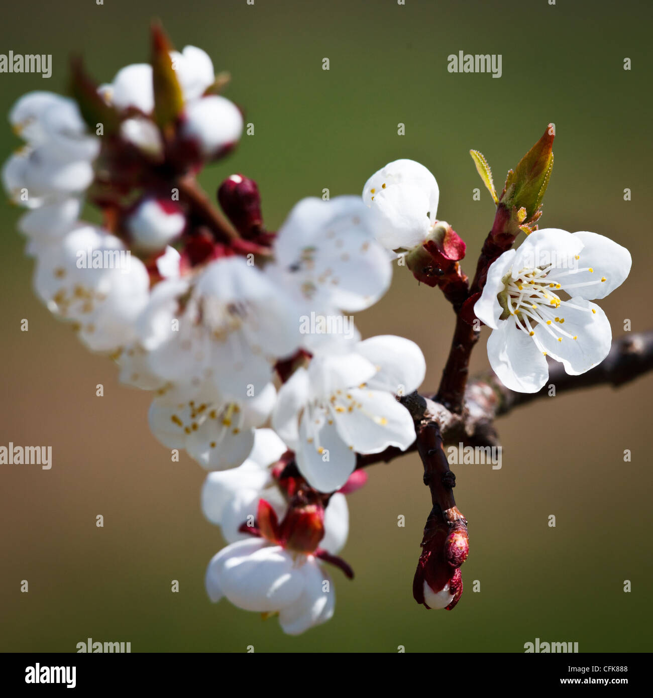 Blossoming apple tree Stock Photo - Alamy