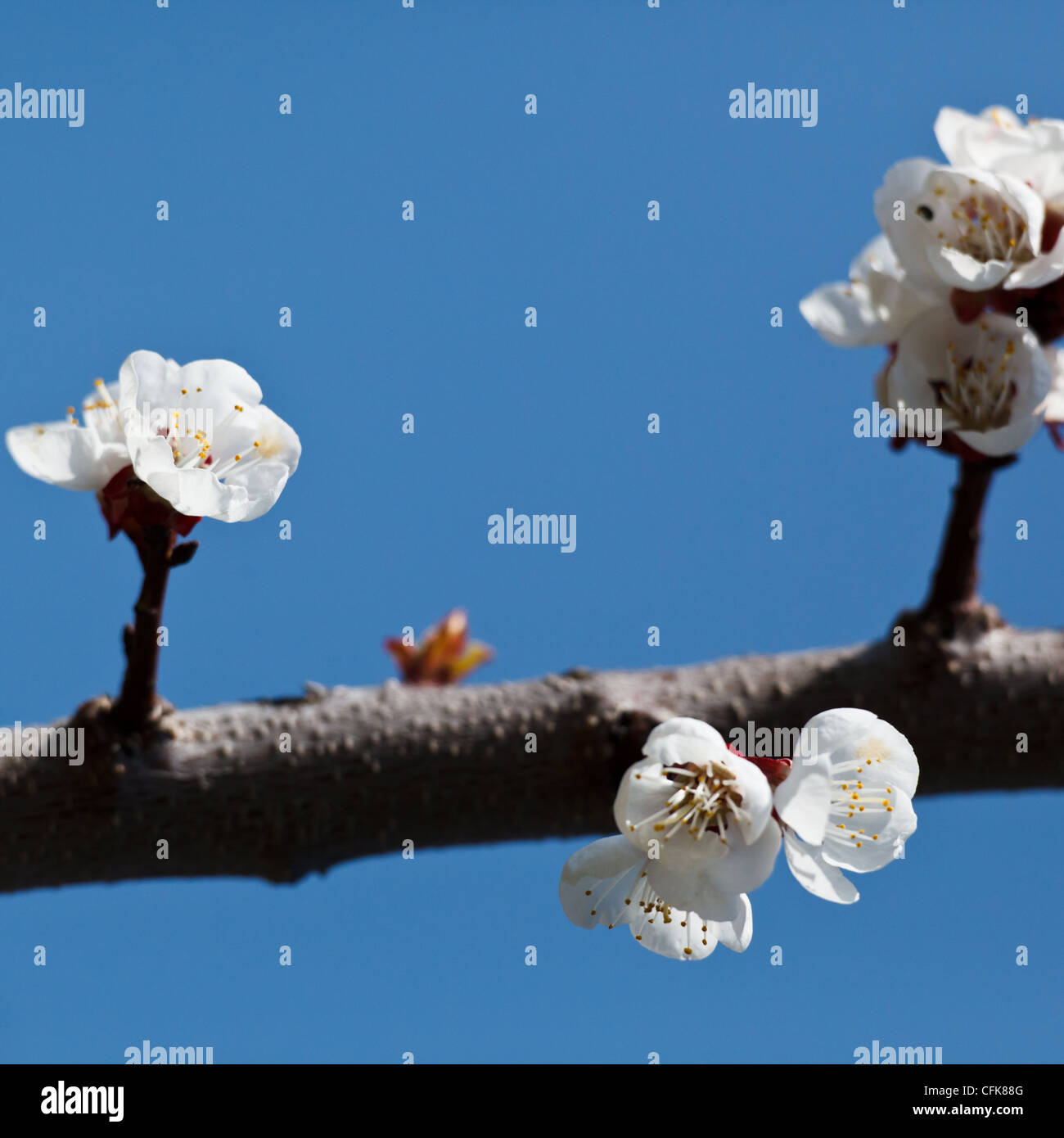 Blossoming apple tree Stock Photo - Alamy