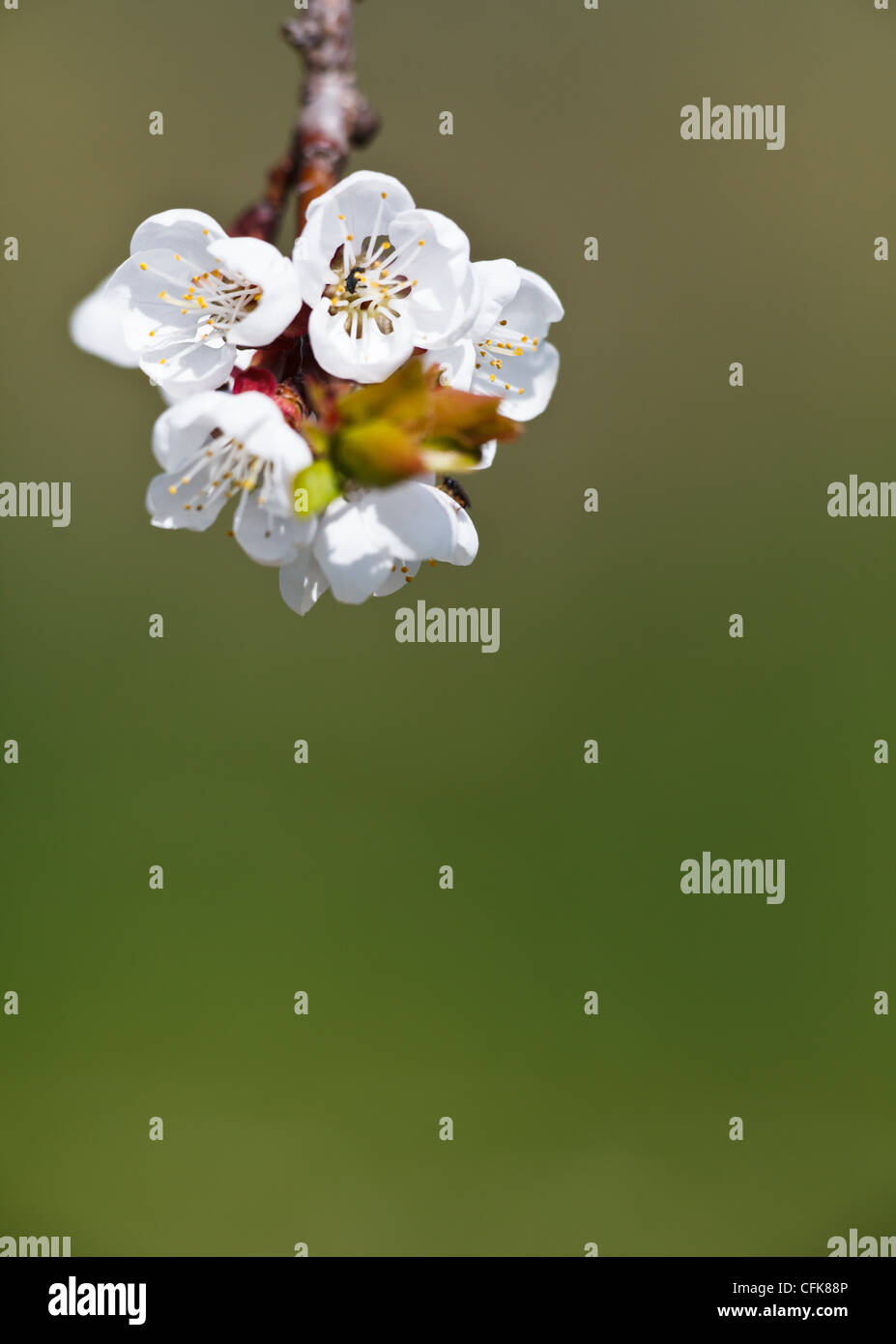 Blossoming apple tree Stock Photo - Alamy