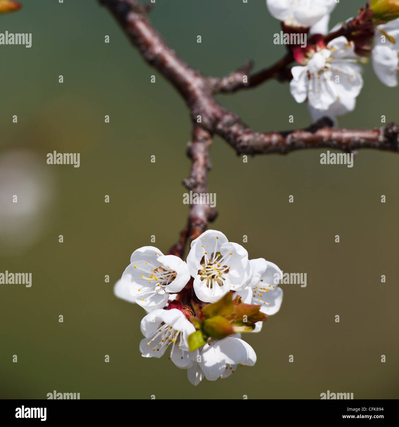Blossoming apple tree Stock Photo - Alamy